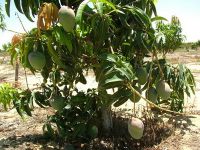 أحدث الأعلانات المبوبة في وسيطك - Main-